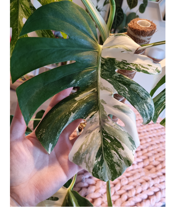 Enter Raffle to Win Rare Plant Raffle hosted by Brooke Beal