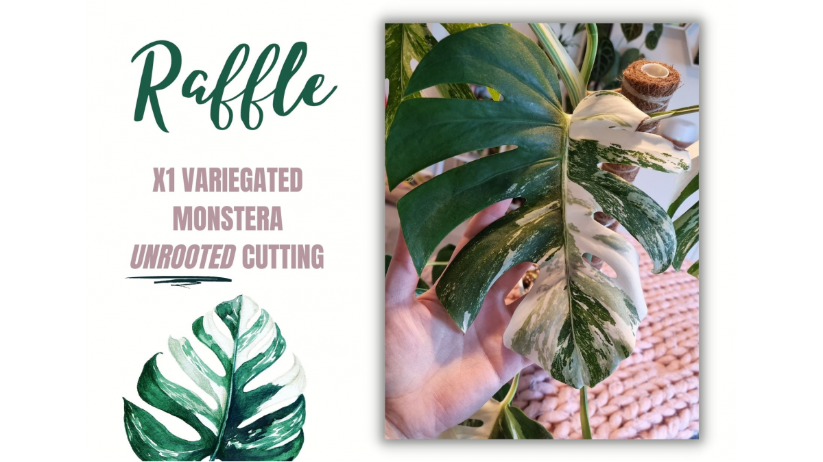 Enter Raffle to Win Rare Plant Raffle hosted by Brooke Beal